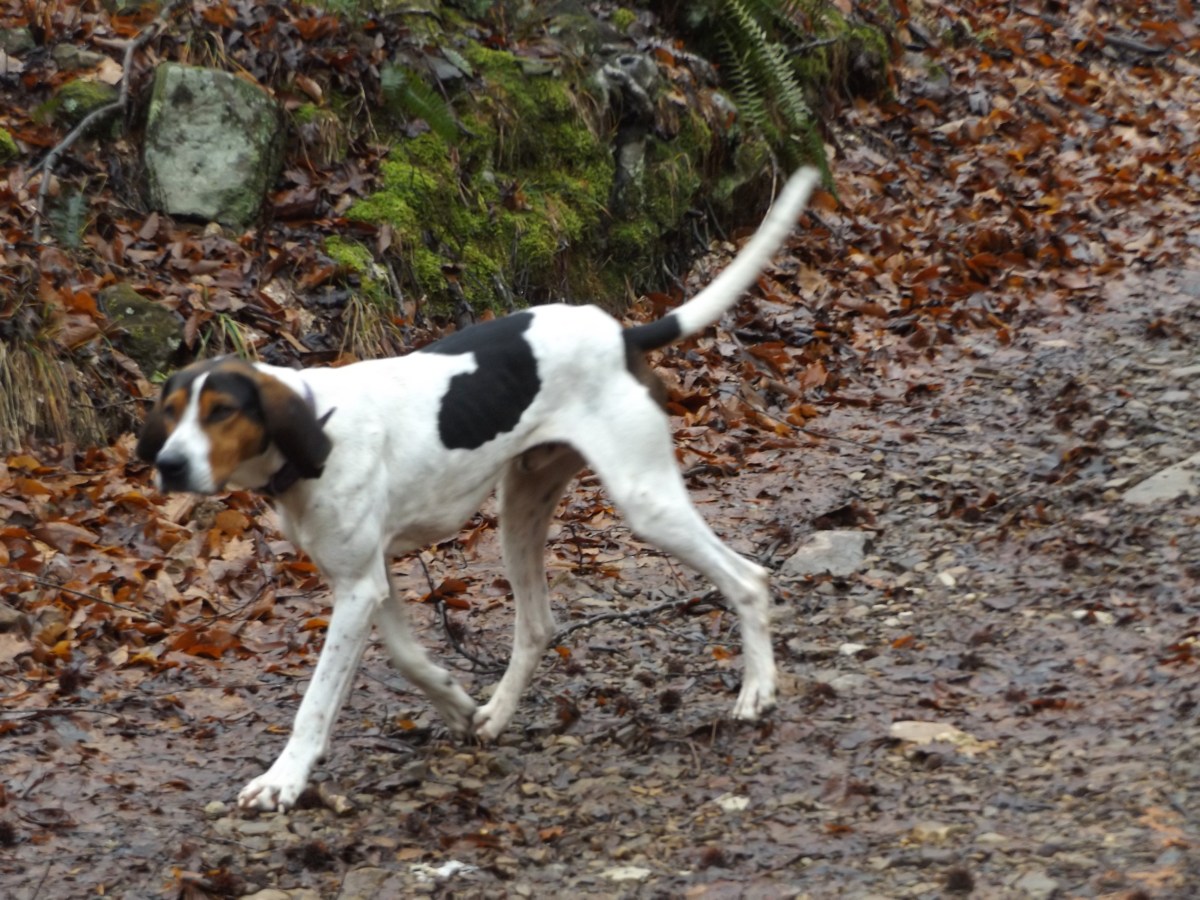 Living with Varmints – Herbhome Farm-Passing it On